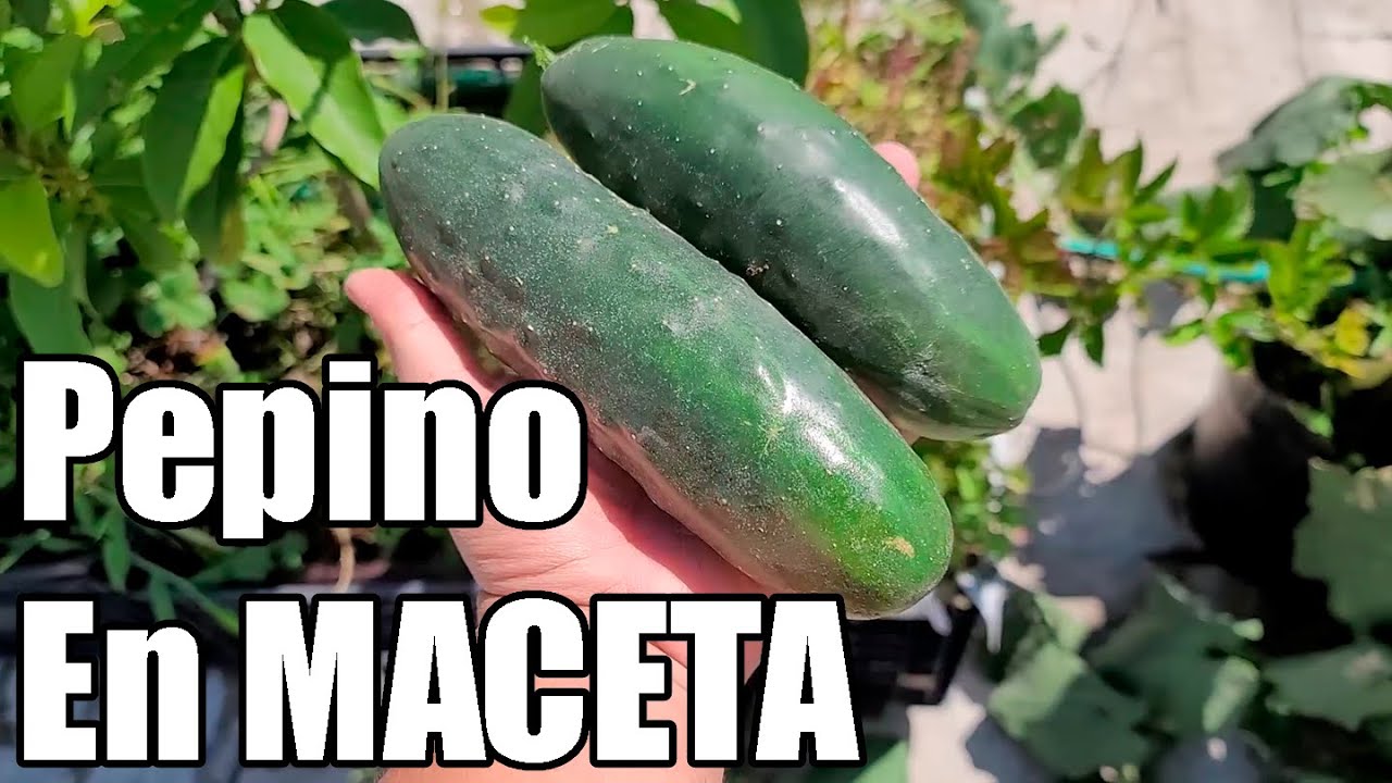Como sembrar PEPINO en MACETA || Cultivo del PEPINO paso a paso ...