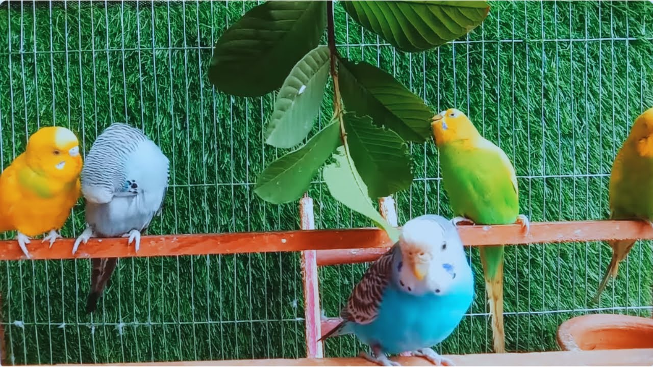 8 Hours of Happy Budgie Sounds | Relaxing Parakeet Chirping for Lonely ...