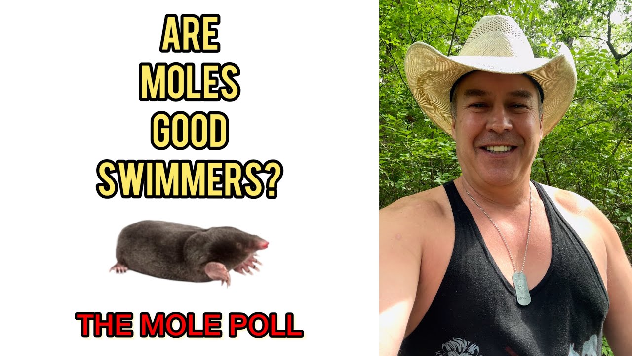 Mole Poll - ARE MOLES GOOD SWIMMERS? - YouTube