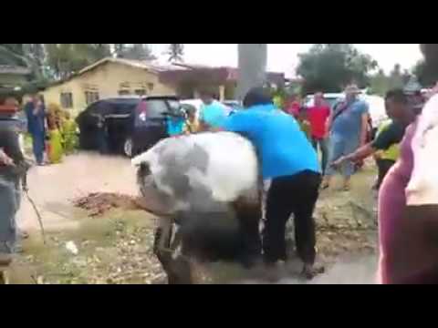 Rugby player tackle cow - YouTube
