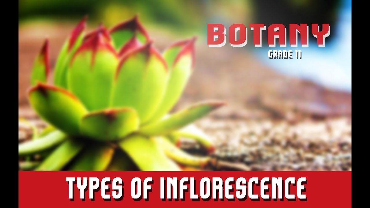 Botany Grade 11 | Morphology Of Angiosperms | Inflorescence | Floral ...