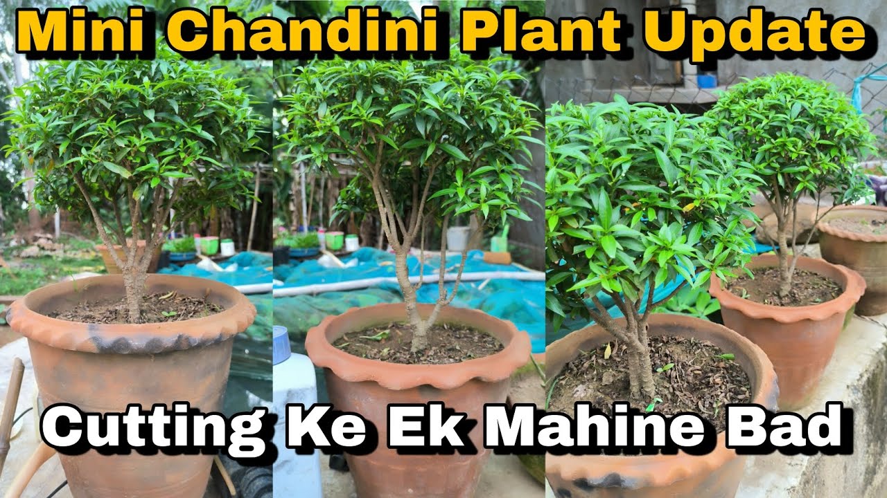 Chandini plant / how to grow chandni plant from cuttings bonzi / bonsai ...