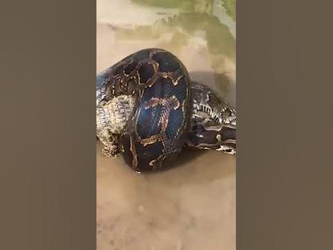 Amazing Pythons vs Alligators Facts - YouTube