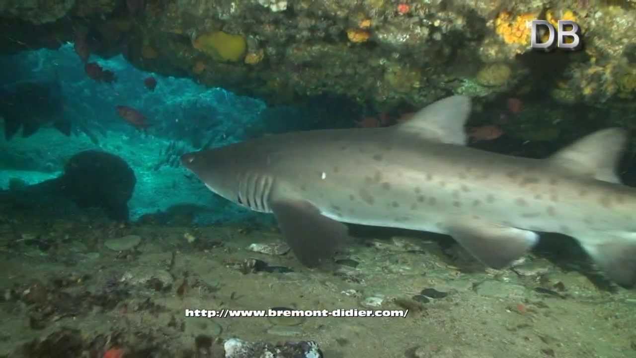Requin taureau - Carcharias Taurus - Sand tiger shark - YouTube