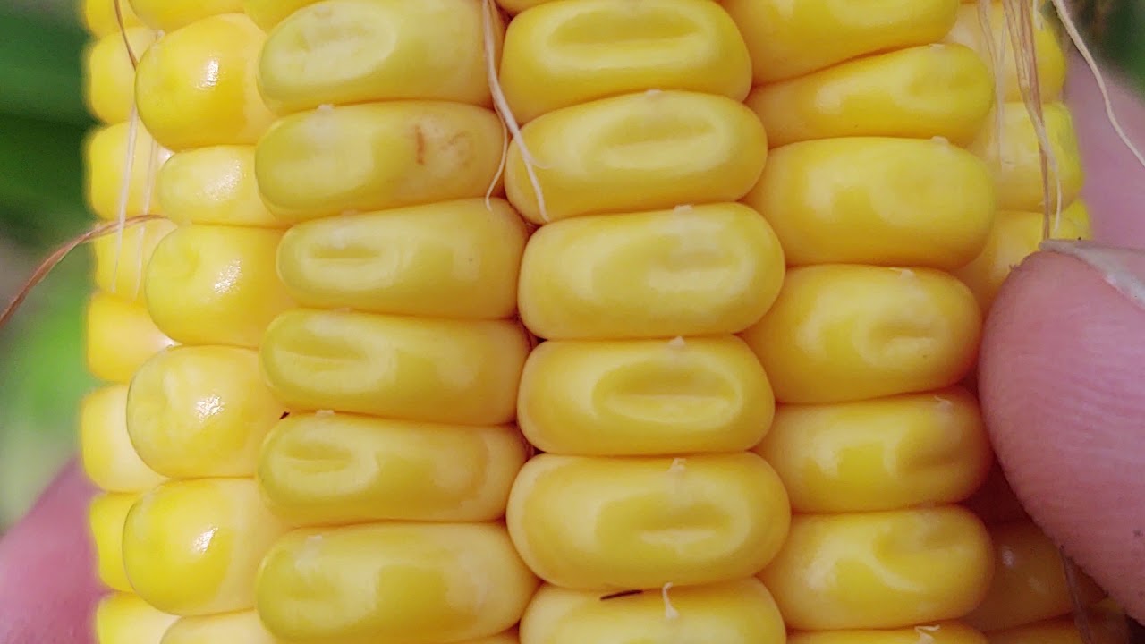 Corn Reproductive Staging R2 R6 - YouTube