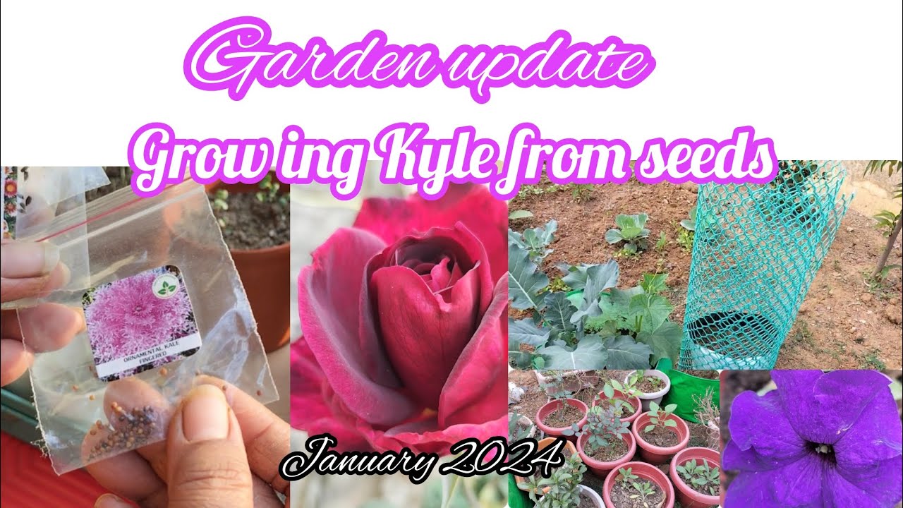 Grow Ornamental Kyle from seed #kyle #cabbage #urbangardening # ...