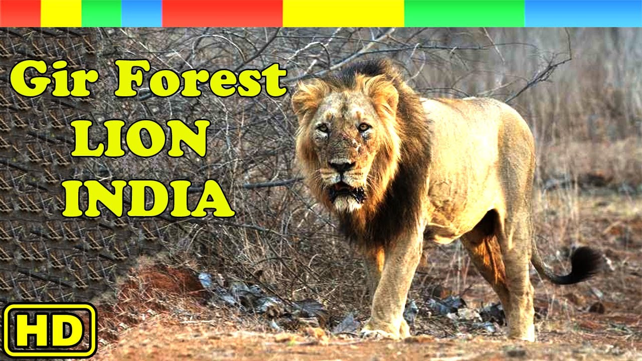 Lion Documentary - Gir Forest Lion India Conservation and Danger - Nat ...
