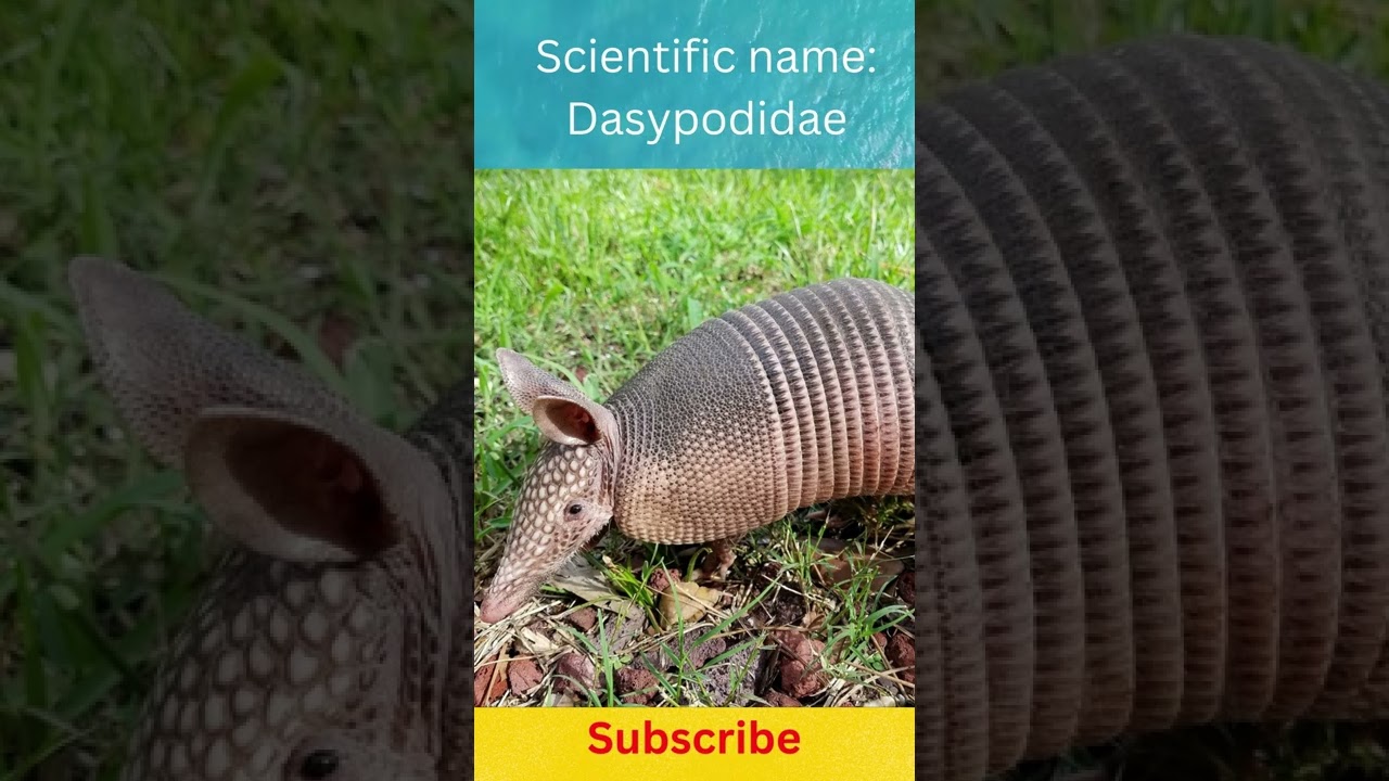 Armadillos - YouTube