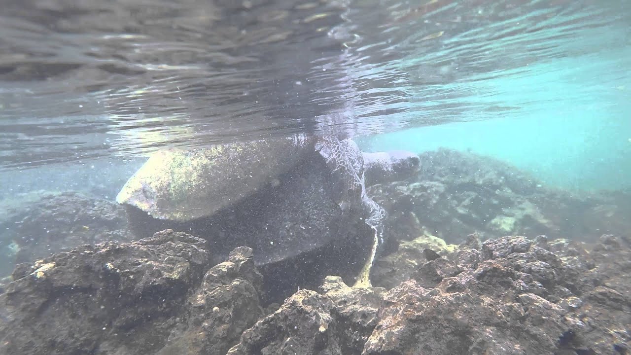 The Galápagos: Sea turtles mating!! - YouTube