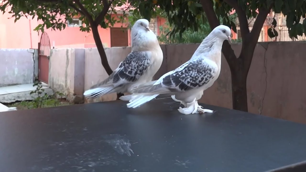 High flying turkish pigeons male perfomance - YouTube