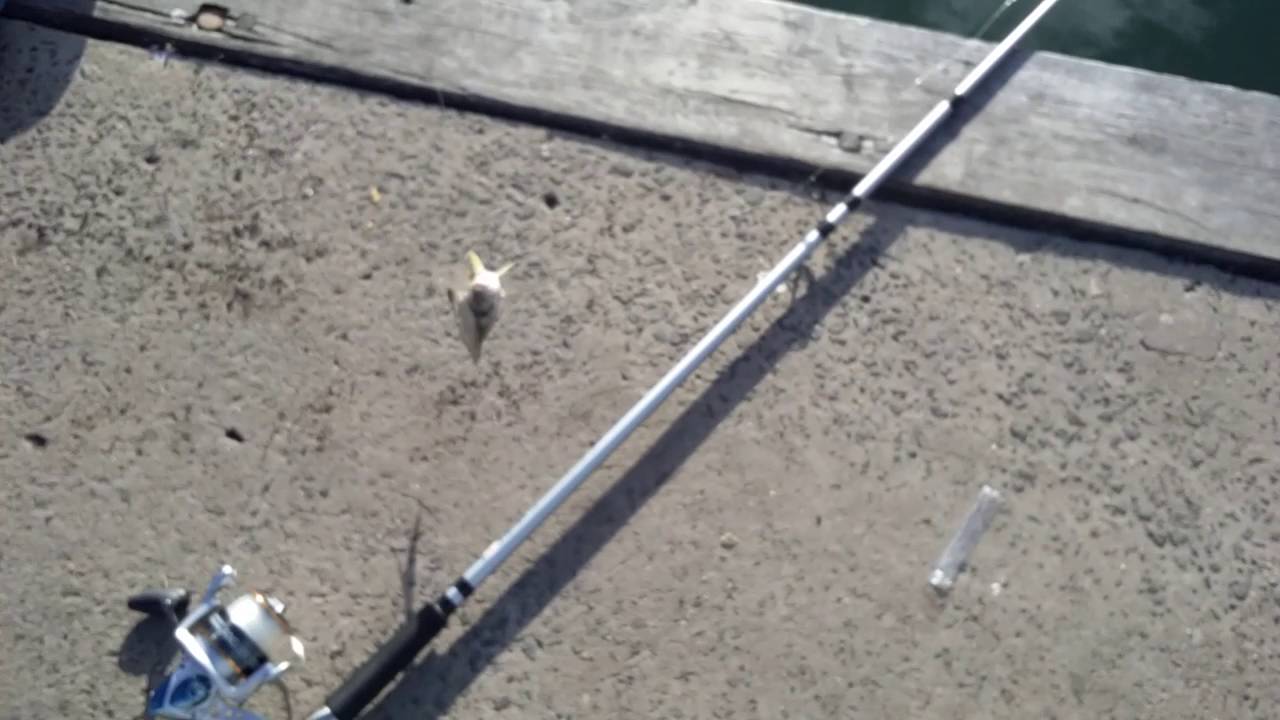 Fishing(1) - YouTube