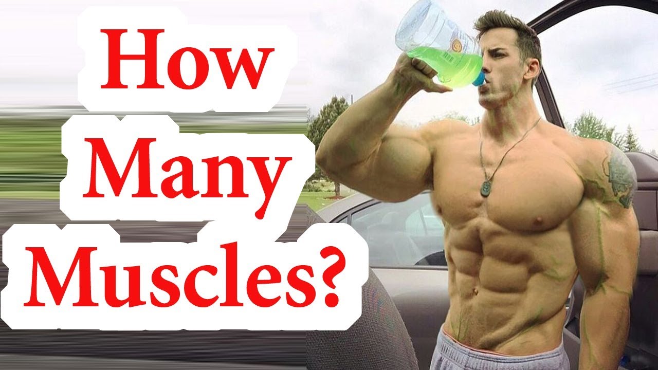 How Many Muscles Are In The Human Body YouTube How Many Muscles Are In The Human Body YouTube