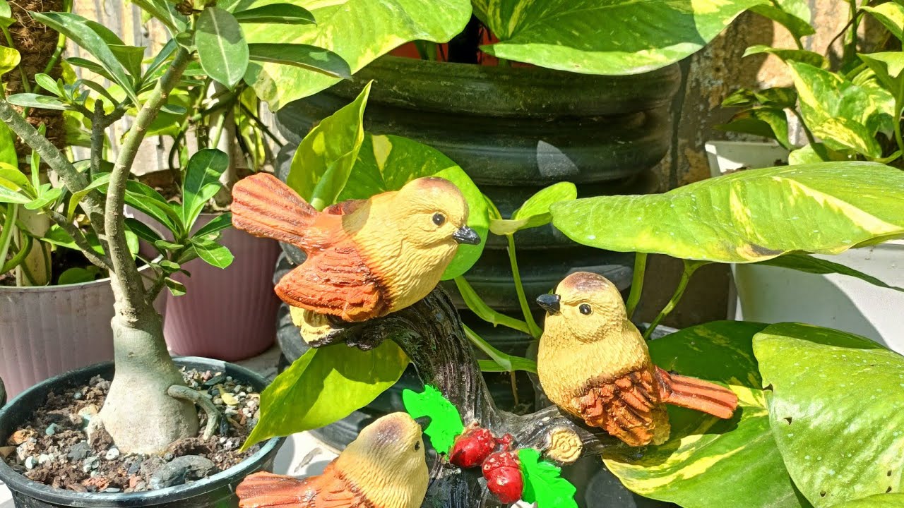 POOJA GARDEN is live - YouTube