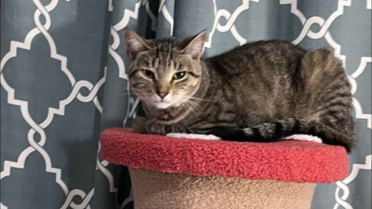 5 Cute Cats in a catstream!! #livestreams - YouTube