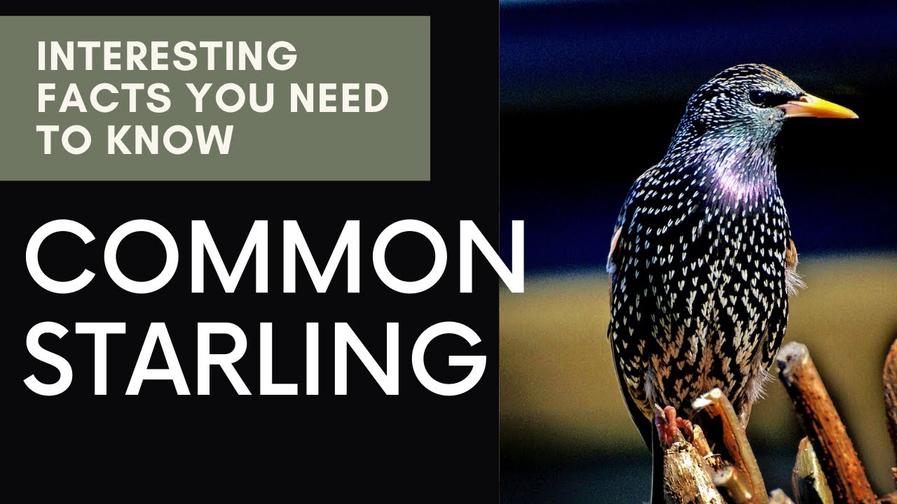 Common Starling facts 🦜 European Starling 🦜 Starling 🦜 Starling Calling ...
