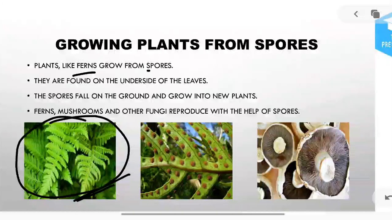 class-5-science-plants forms and functions 4-L11 - YouTube