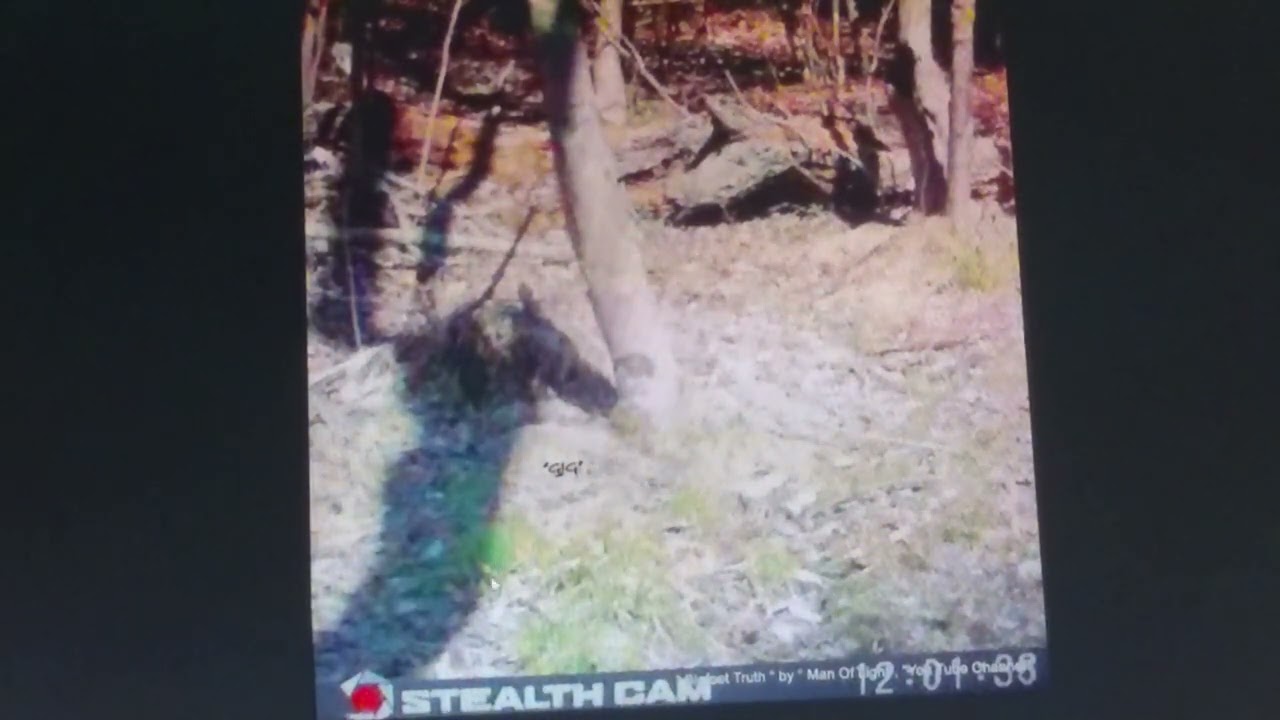 The Jersey Devil shows up and is captured by the Stealth Cam in the ...
