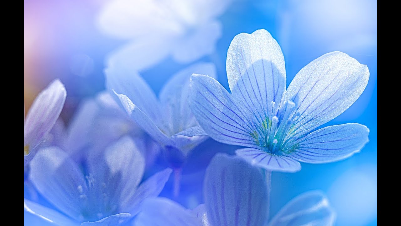 Go within or Go without - YouTube