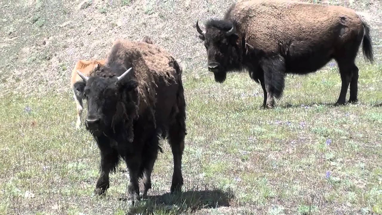 Bison in Yellowstone National Park - YouTube