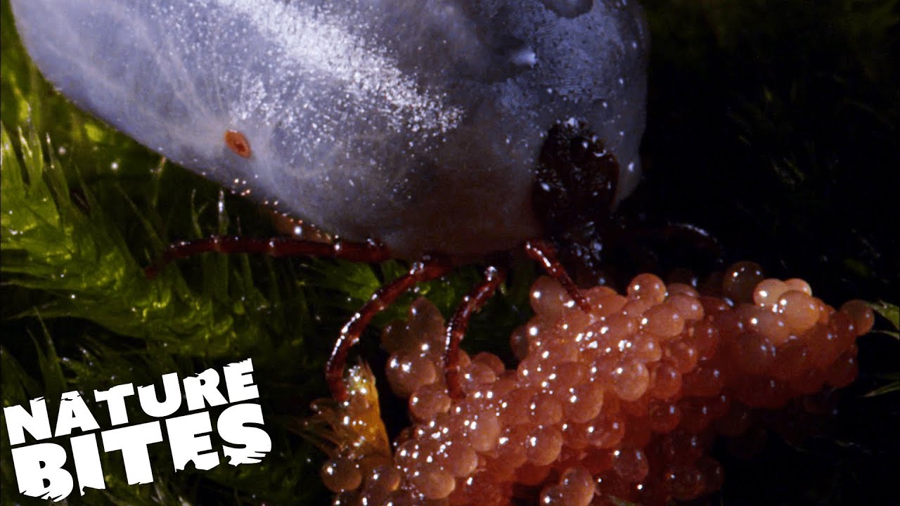 David Attenborough Meets a Hedgehog Parasite That Feasts on BLOOD ...