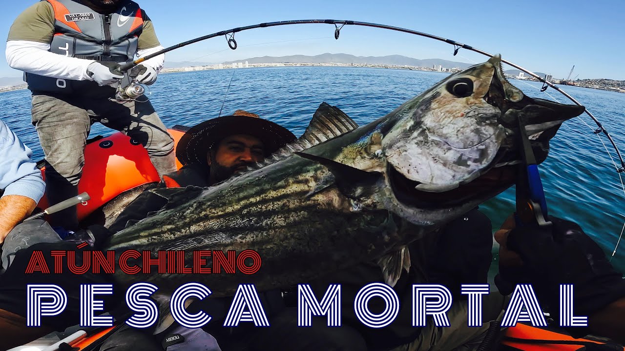 Pesca en bote inflable /Atún Chileno / Pez Bonito / Coquimbo - YouTube