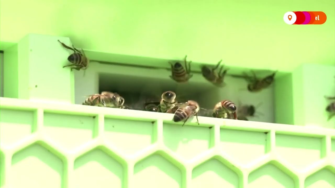 Robotic beehive maker gets $80 million boost - YouTube