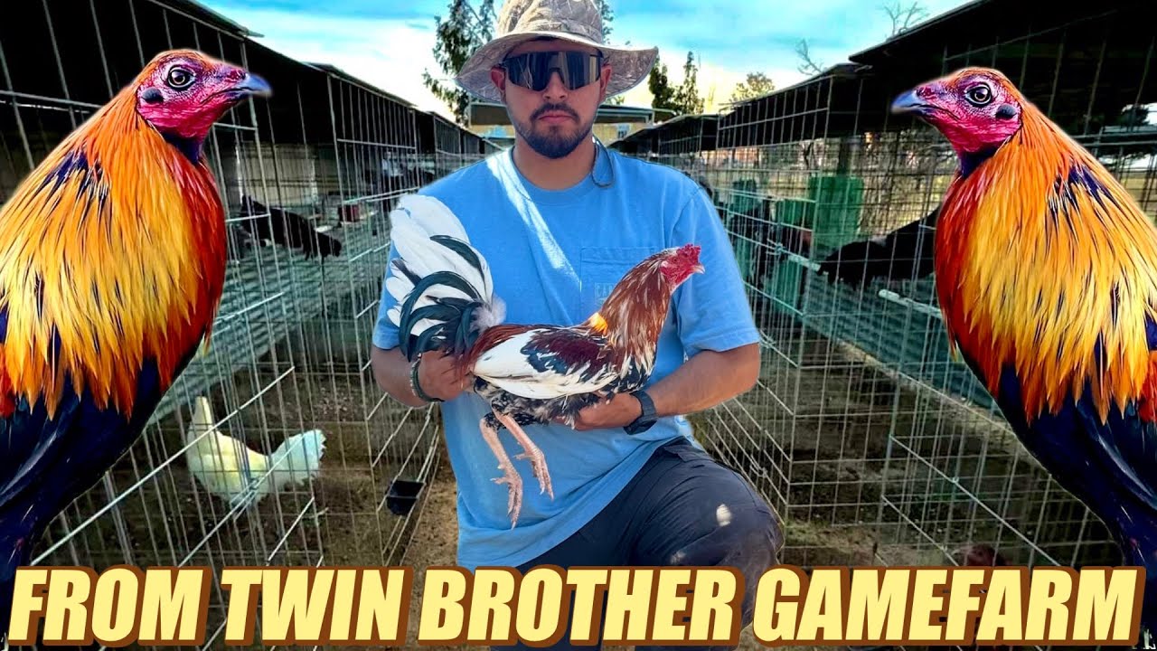 Spangled Dom Brownred And Super Boston Hatch Leiper - FROM TWIN BROTHER ...