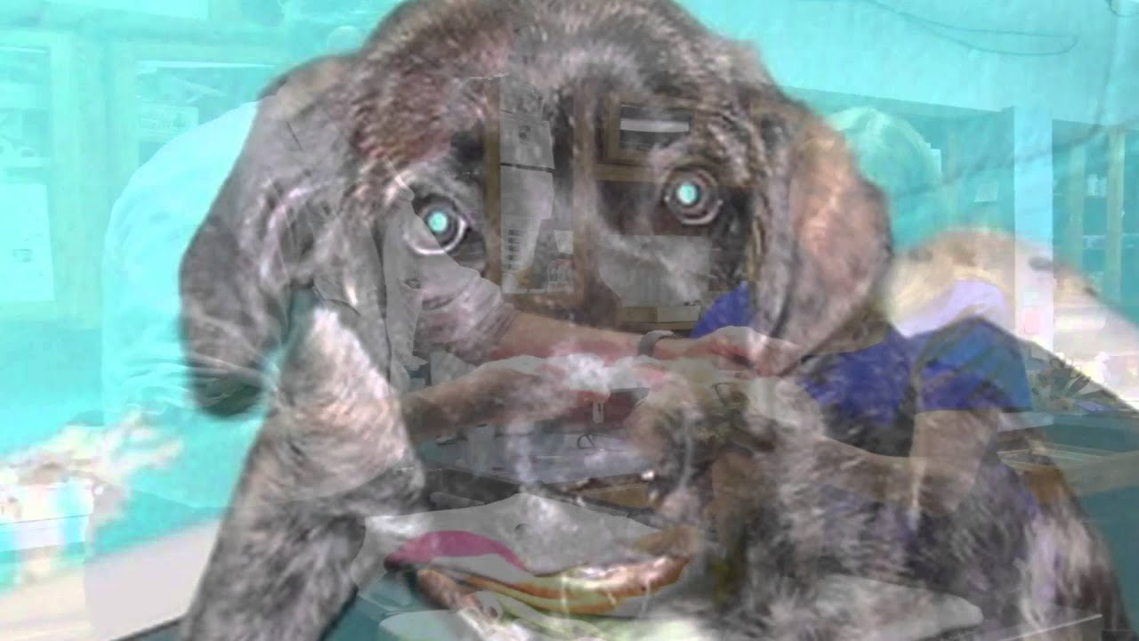 Humane Tomorrow - YouTube