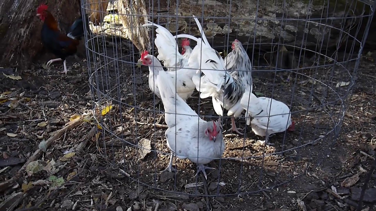 Splash Old English Game Bantams (OEGB) - YouTube