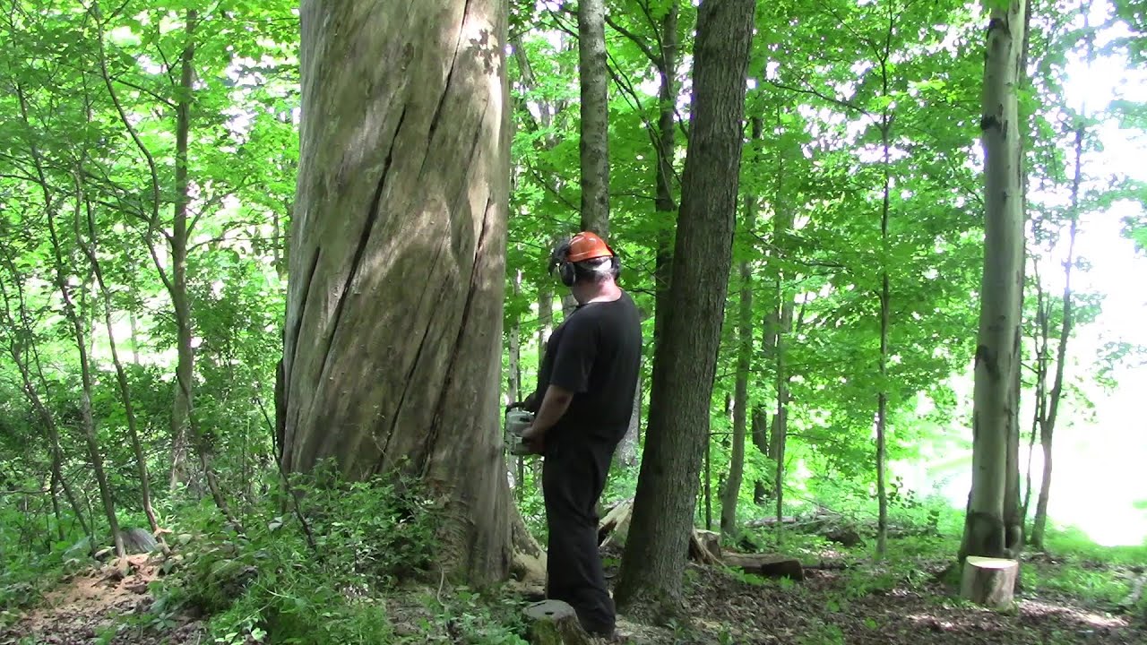 The Biggest Tree I Have Felled Gone Wrong W/ Ms 660 Falling The Tree Video 2 - YouTube