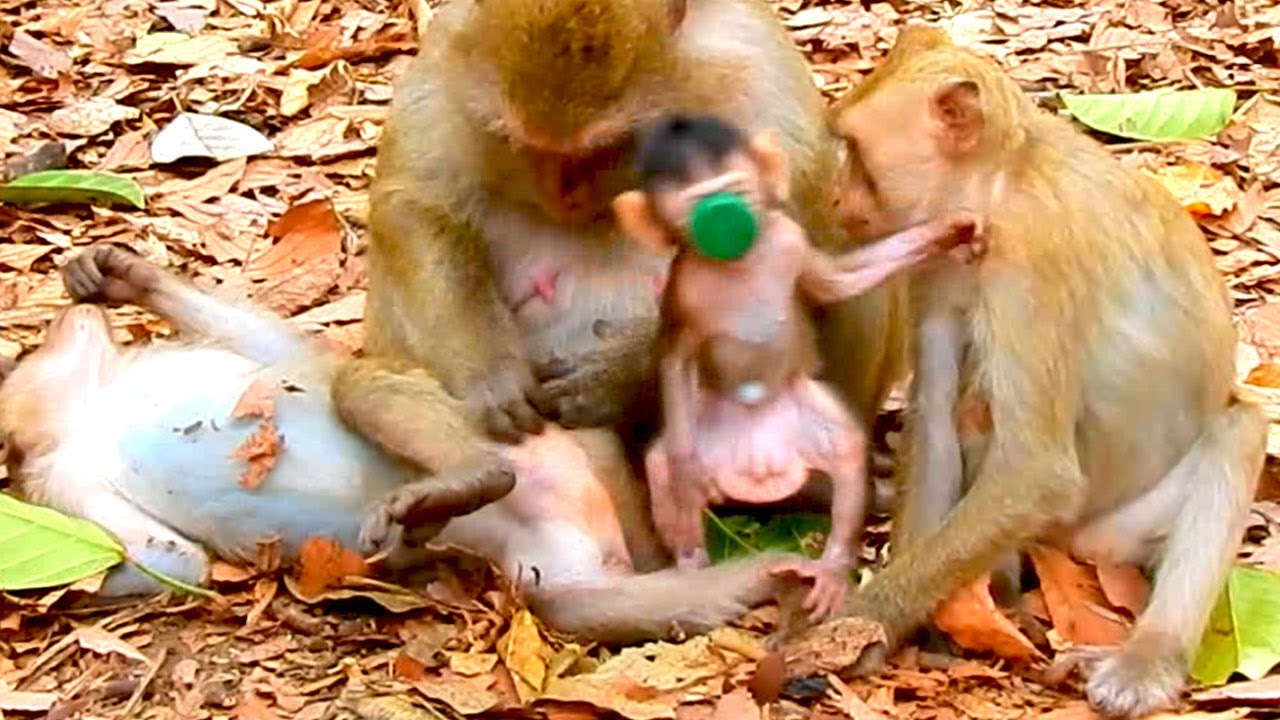 So Funny monkey ! Energic baby entertain its two sisters no staying ...