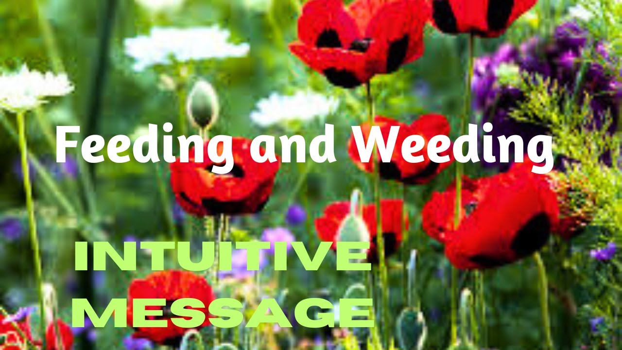 Feeding and Weeding What's working? What's not? - YouTube