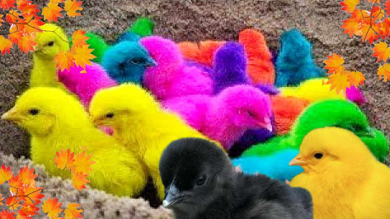Catch Cute Chickens, Colorful Chicks, Rainbow Chicks, Cute Rabbits ...