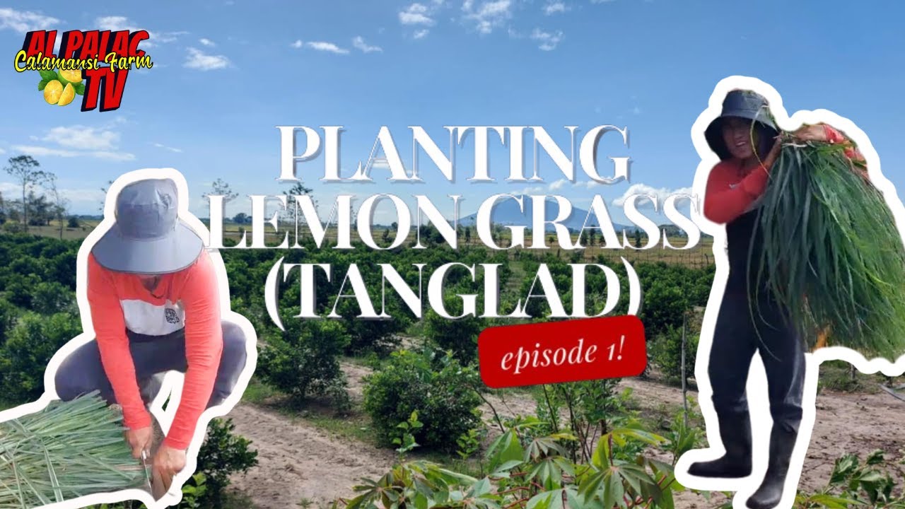 Planting Lemon Grass (Tanglad) - YouTube