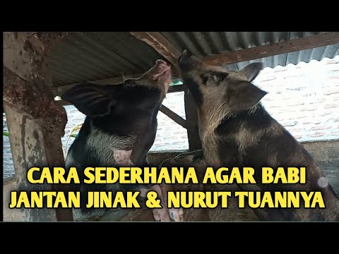 CARA SEDERHANA AGAR BABI JANTAN JINAK DAN NURUT TUANNYA - YouTube