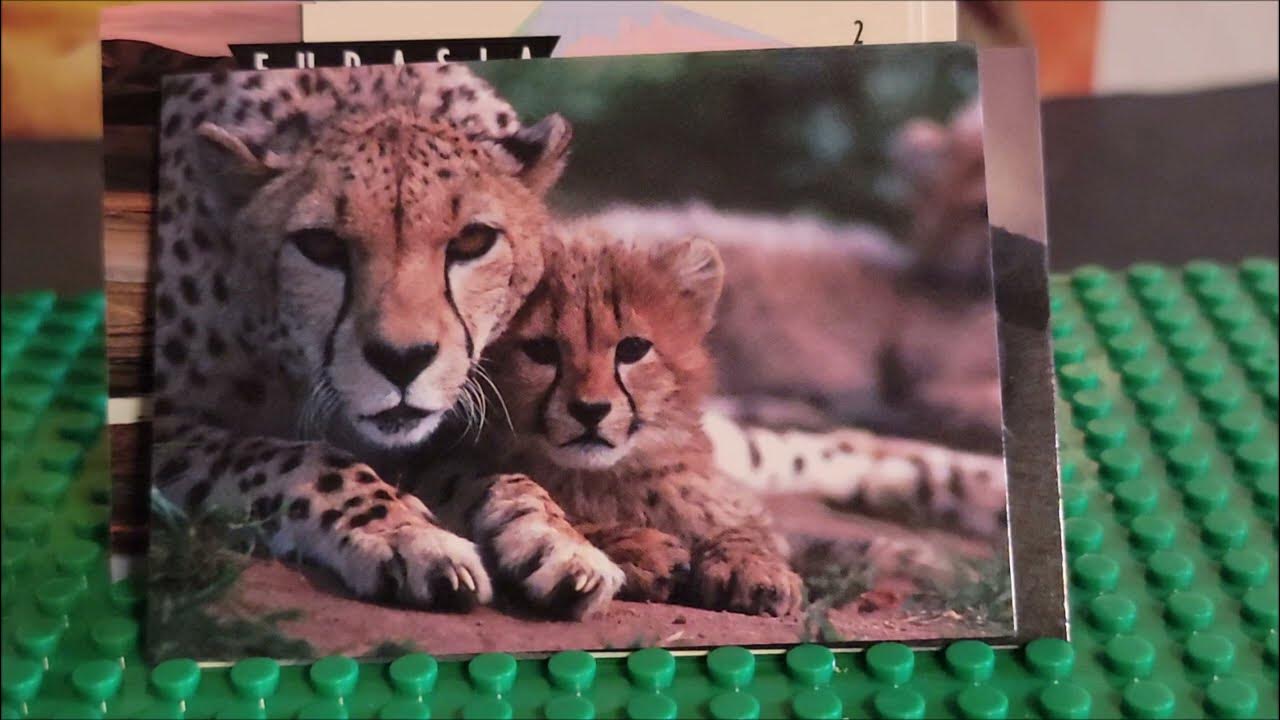 Can You Guess the Zoo Animals???? - YouTube