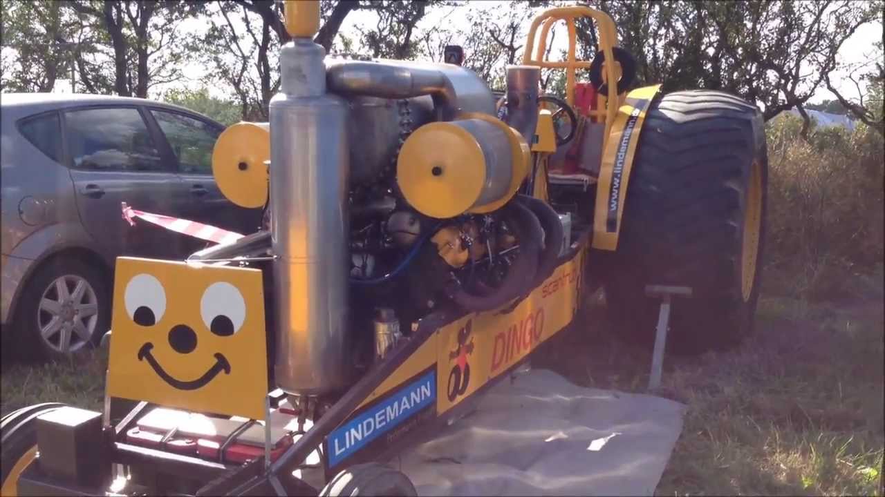 DINGO - 2500kg Modified at DM in TRACTOR PULLING!! - YouTube