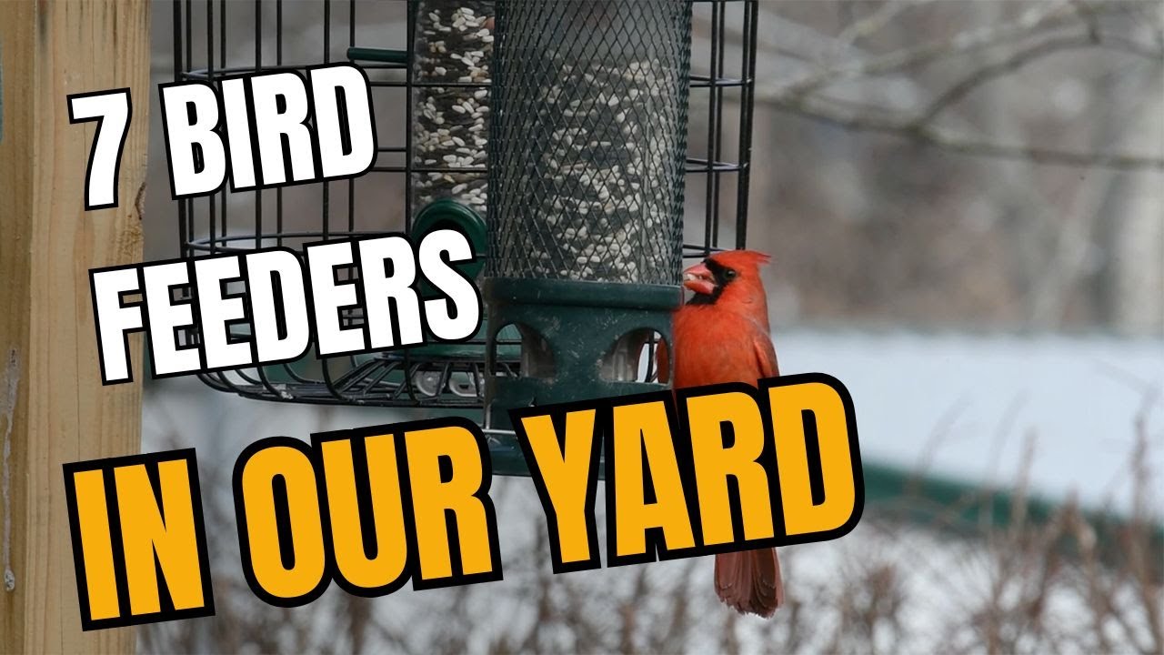 The 7 Bird Feeders in Our Yard (and the Birds They Bring!) - YouTube