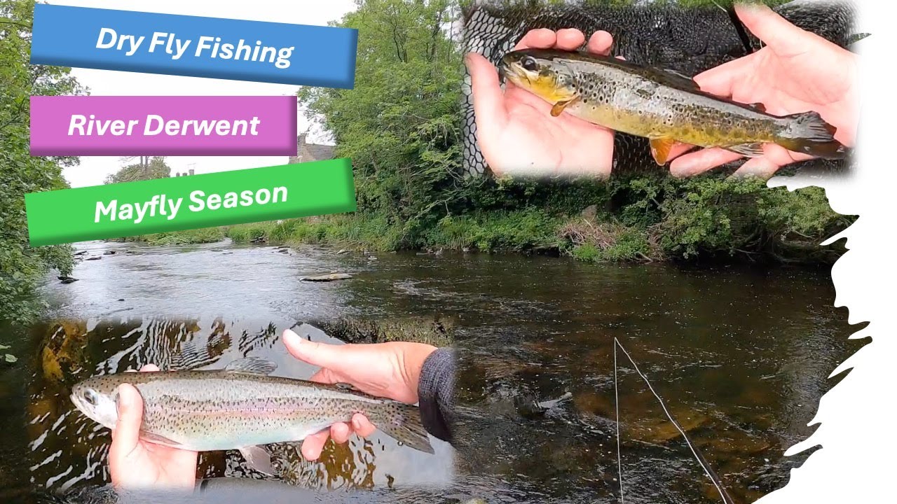 Dry fly fishing on the River Derwent - Mayfly Season - YouTube