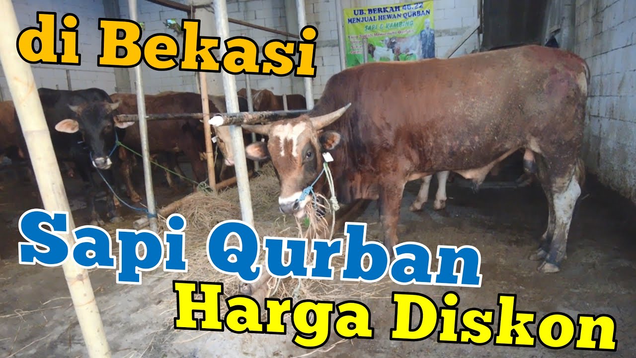 Sapi Qurban Besar Harga Diskon Pak Haji Suyoto - YouTube