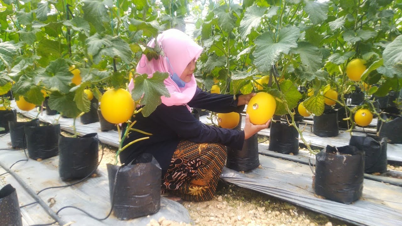 Baru...!!! Wisata Petik Buah Melon - YouTube