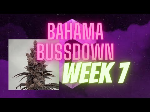 Bahama Bussdown by solfire gardens week 7 - YouTube