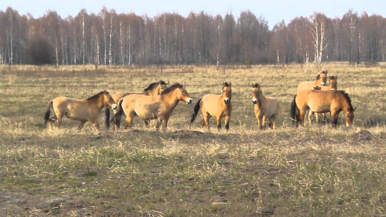 Czarnobyl Zona Konie Przewalskiego - Chernobyl Zone Przewalski Horses ...