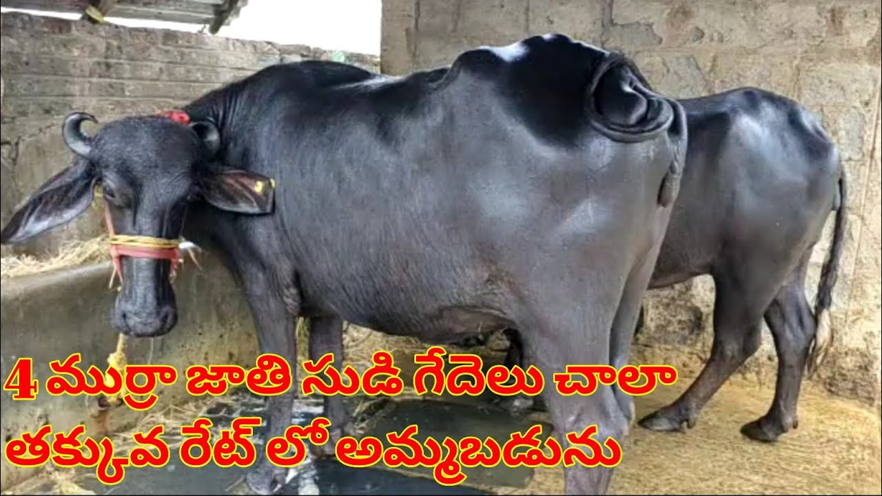 4 Pregnant Murra buffalo for sale in Nellore 4 సుడి ముర్రా గేదెలు ...