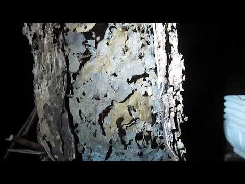 Abelha mirim-emerina (Plebeia emerina) / Stingless Bees Brazil