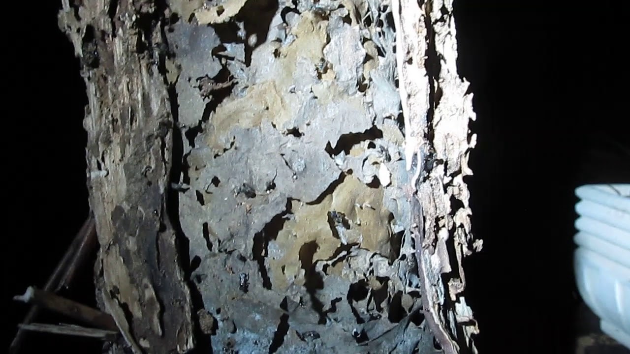 Abelha mirim-emerina (Plebeia emerina) / Stingless Bees Brazil - YouTube