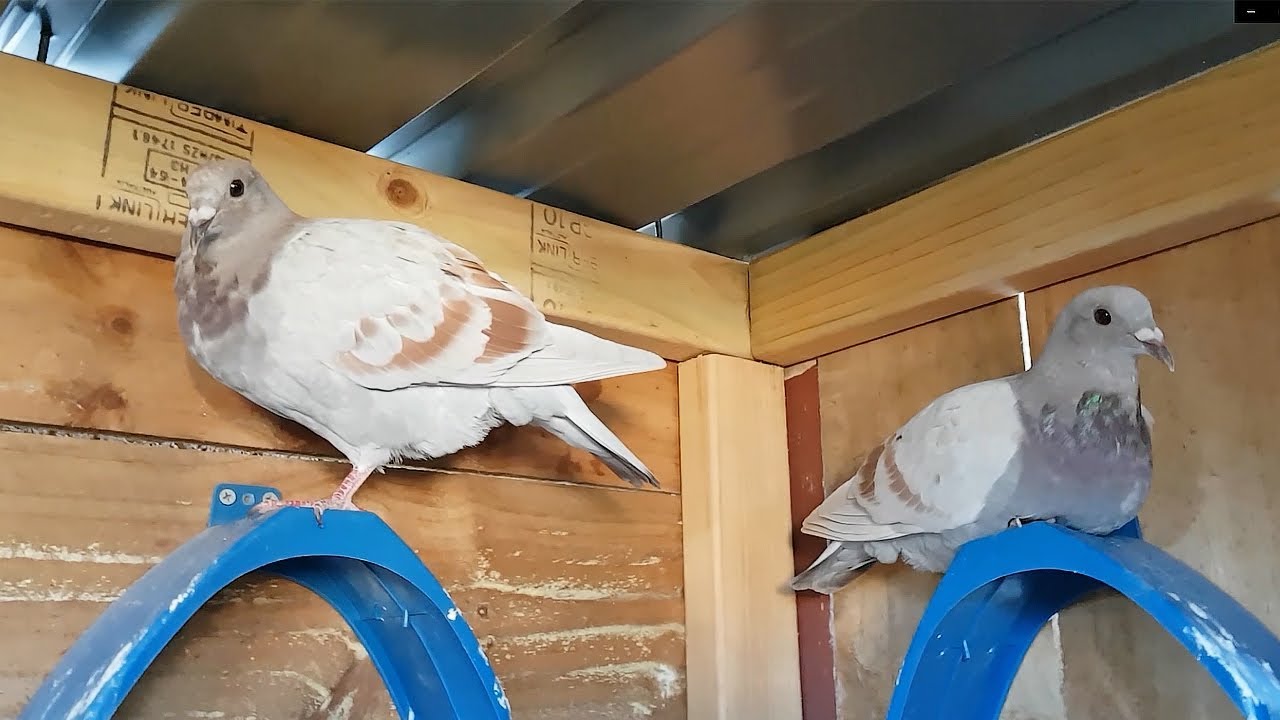 Both Red Bar Pigeons Are Home - YouTube