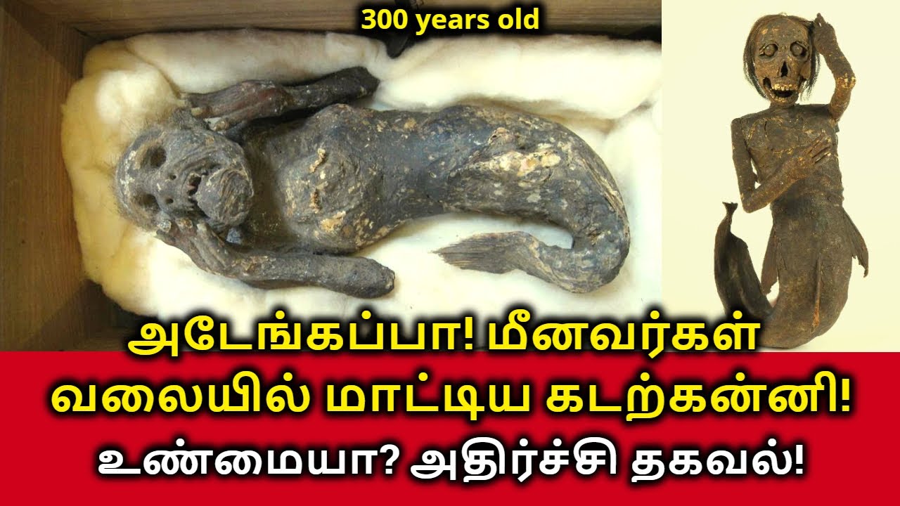 300 years old Mermaid Mummy | 300 ஆண்டுகள் பழமையான கடற்கன்னி மம்மி ...