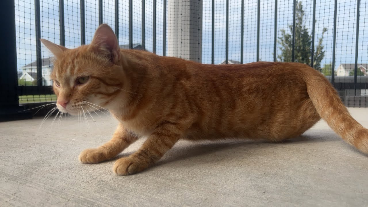 Noah The Cat - YouTube