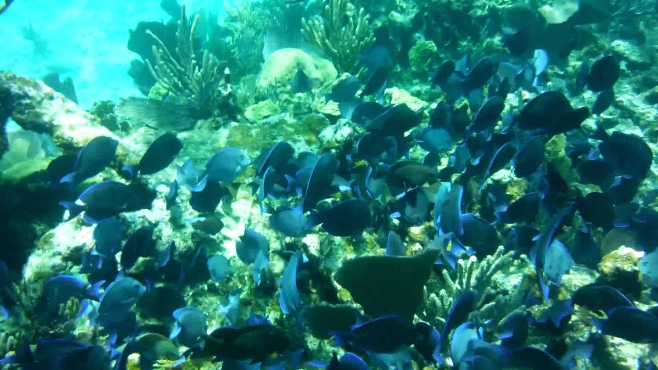 Abaco - Sandy Cay Reef - Snorkeling 16 - YouTube